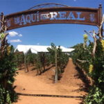 Zacatecas: Campo Real Vinícola Tour - Who Should Consider This Tour?