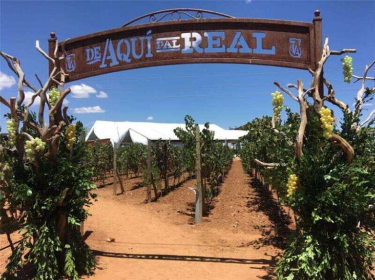 Zacatecas: Campo Real Vinícola Tour - Who Should Consider This Tour?