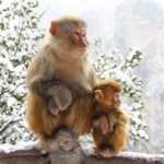 Zhangjiajie Grand Canyon and Glass Bridge Ticket - Authentic Perspectives & Practical Tips