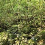 1 Day Jomon cedar Adventure - Logistics and Practicalities