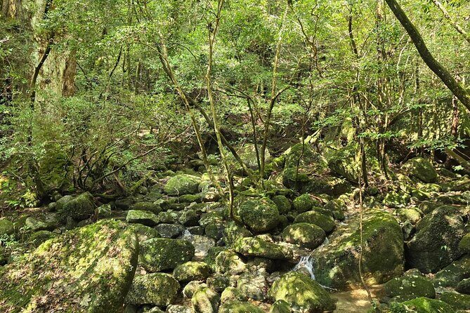 1 Day Jomon cedar Adventure - Logistics and Practicalities