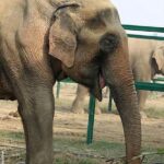2-Day Delhi Tour with Wildlife SOS Elephant/Bear Sanctuary - Final Thoughts: Is This Tour Right for You?