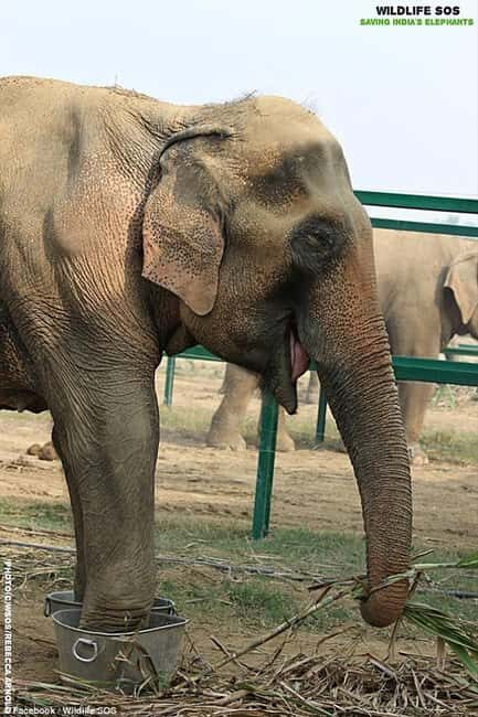 2-Day Delhi Tour with Wildlife SOS Elephant/Bear Sanctuary - Final Thoughts: Is This Tour Right for You?