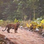 2 Day Jim Corbett National Park Tour From Delhi - The Itinerary in Detail