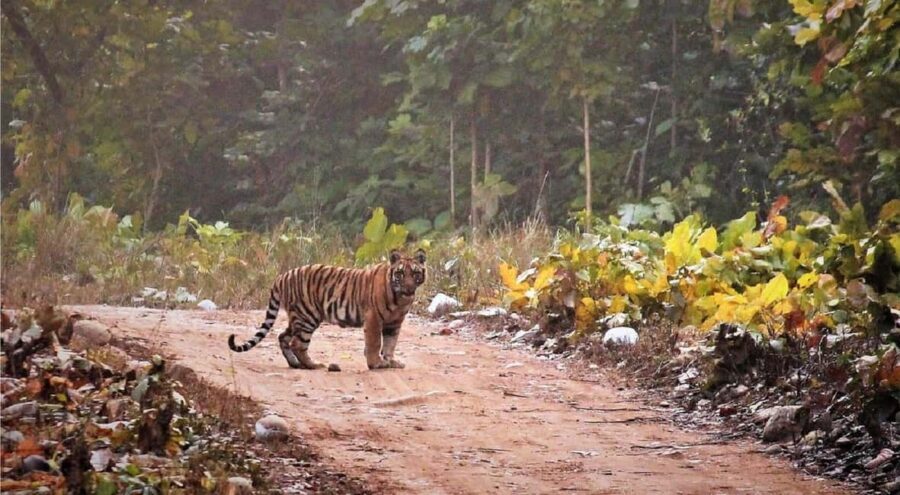 2 Day Jim Corbett National Park Tour From Delhi - The Itinerary in Detail