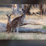 2-Day Kangaroo Island Private Tour - The Practicalities: Transportation, Guides, and Flexibility