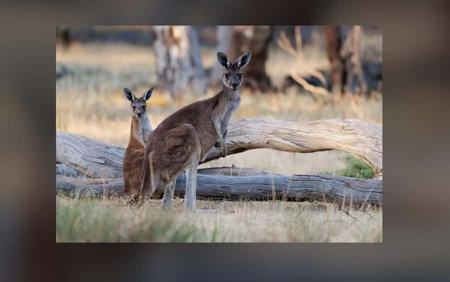 2-Day Kangaroo Island Private Tour - The Practicalities: Transportation, Guides, and Flexibility