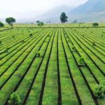 2-Day Motorbike Tour to Mu Cang Chai Loop from Sapa - The itinerary in detail