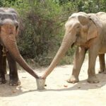 2-Day Tour: Taj Mahal & Wildlife SOS Elephant/Bear Sanctuary - What Makes This Tour Stand Out?