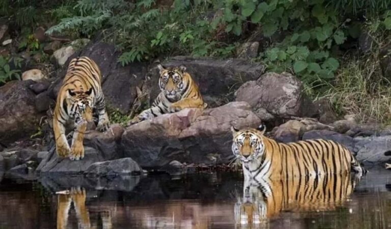 2-Day Wildlife Safari and Tour of Jim Corbett National Park - Final Thoughts: Is It Worth It?