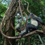 2 Days 1 Night in THE JUNGLE Mount Leuser ( See ORANGUTAN) - What’s Included & What’s Not