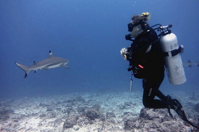 2 Tank (1 Day) Guided Diving for Certified Divers - Denarau Marina - Why This Tour Is a Great Fit