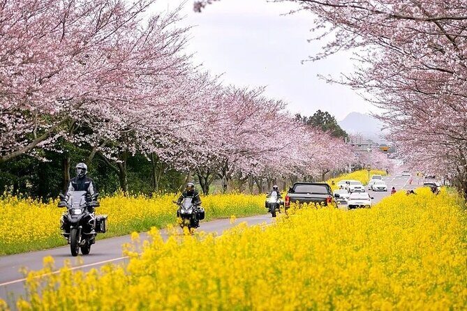 2025 Cherry Blossom East Day Tour in Jeju with UNESCO - Who Should Consider This Tour?