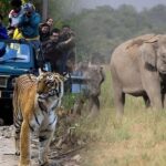 3-Day Jaipur Heritage Tour with Double Ranthambore Safari - Analyzing Value and Experience