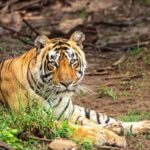 3-Day Jaipur Tour with Ranthambore and Sariska Safari - What Sets This Tour Apart?