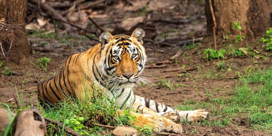 3-Day Jaipur Tour with Ranthambore and Sariska Safari - What Sets This Tour Apart?