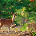 3- Day Jim Corbett National Park Tour - What the Reviews Say
