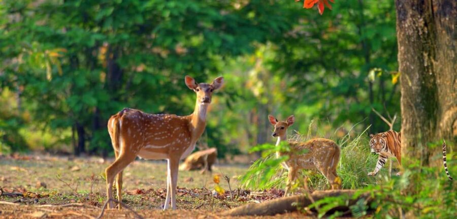 3- Day Jim Corbett National Park Tour - What the Reviews Say