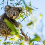 3-Day Kangaroo Island Adventure Tour - Why This Tour Offers Great Value