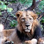 3 Day Private Tour of Gir Forest to Meet the Asiatic Lion - Exploring the Itinerary in Detail
