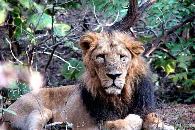 3 Day Private Tour of Gir Forest to Meet the Asiatic Lion - Exploring the Itinerary in Detail