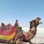 3 day private tour of Rann of Kutch from Ahmedabad - FAQ