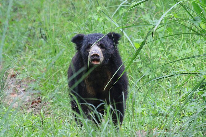 3 Days Jungle Safari in Chitwan National Park - What Makes This Tour Stand Out