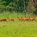 3 Nights 4 Days Chitwan National Park with Tower Night Stay - What You’ll Love About the Tour