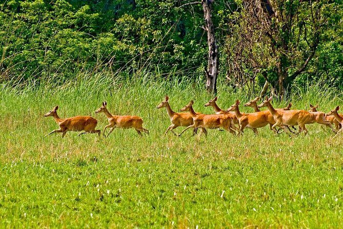 3 Nights 4 Days Chitwan National Park with Tower Night Stay - What You’ll Love About the Tour