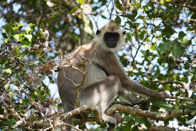 4 Hours Private Yala Safari Day Tour - Why This Tour Excels: Authenticity, Comfort, and Value