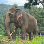 4 in 1 Elephants Long Neck Rafting and Sticky Waterfall Tour - Who Should Consider This Tour?