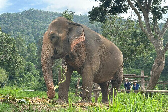 4 in 1 Elephants Long Neck Rafting and Sticky Waterfall Tour - Who Should Consider This Tour?