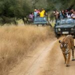 5-Day Private Golden Triangle & Tiger Safari Tour from Delhi - What Makes This Tour Stand Out?