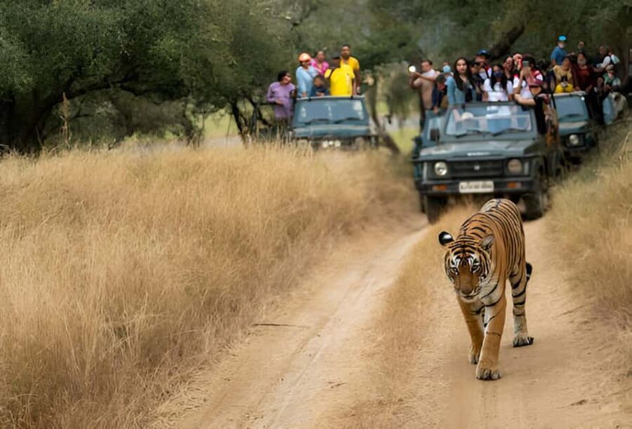 5-Day Private Golden Triangle & Tiger Safari Tour from Delhi - What Makes This Tour Stand Out?