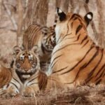 5-Days Private Luxury Golden Triangle Tour Agra Jaipur Delhi - What to Expect in Detail