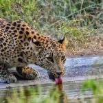 5Night 6Day Private Golden Triangle Tour With Jhalana Safari - Transportation and Comfort