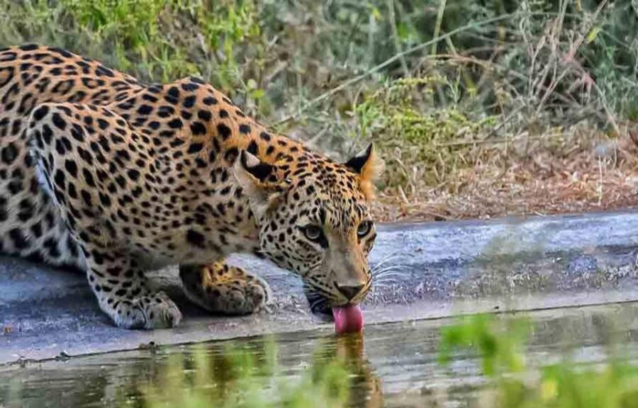 5Night 6Day Private Golden Triangle Tour With Jhalana Safari - Transportation and Comfort