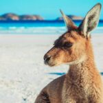 6 Day Esperance & Margaret River Adventure Tour - Who Will Love This Tour?