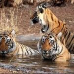 6-Day Golden Triangle & Ranthambore Wildlife Safari Tour - FAQ