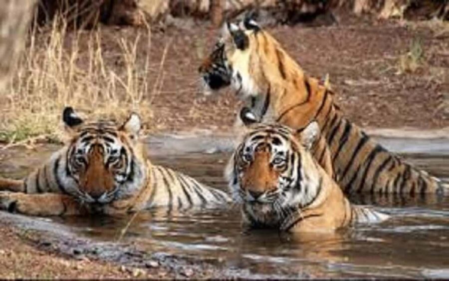 6-Day Golden Triangle & Ranthambore Wildlife Safari Tour - FAQ
