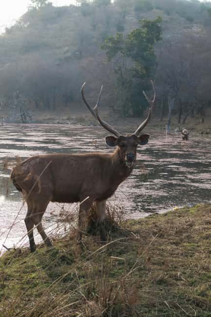 6-Day Golden Triangle Tour: Taj Mahal, Jaipur & Ranthambore - Analyzing the Value and Practicalities