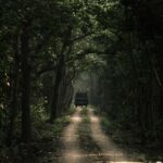 7-Day Royal Bengal Tiger & One-horned Rhino in Bardiya - The Value of This Safari