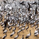 A Day Tour of Bharatpur Bird Sanctuary from Agra. - Who would enjoy this tour?