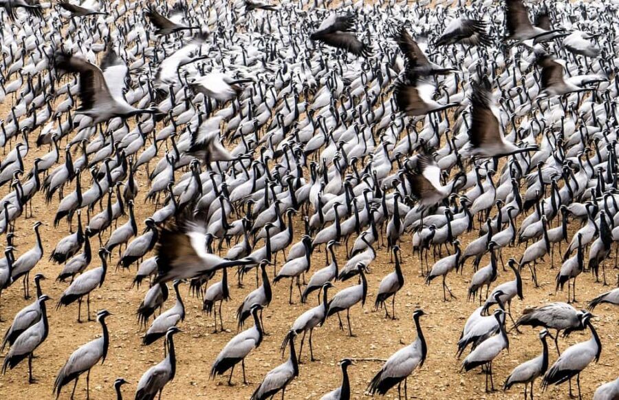 A Day Tour of Bharatpur Bird Sanctuary from Agra. - Who would enjoy this tour?