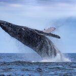 Adventure Whale Watching Tour Mooloolaba - The Stops and Surroundings