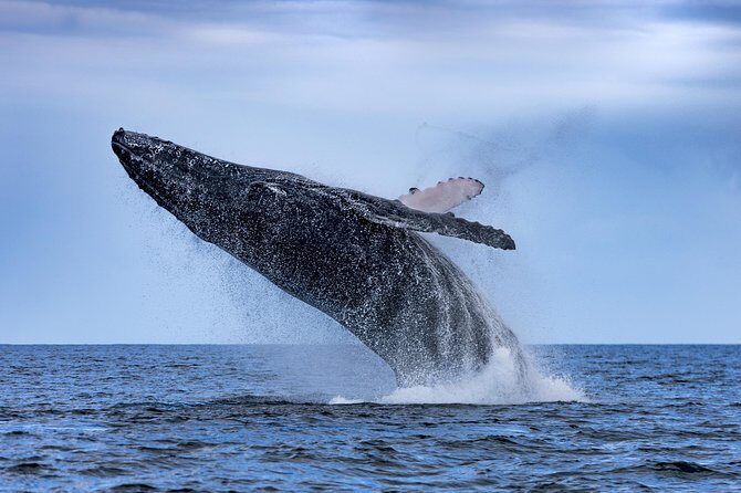 Adventure Whale Watching Tour Mooloolaba - The Stops and Surroundings