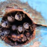 Agnes Water: BushTracks Eco Tour with local guide - The Itinerary in Detail