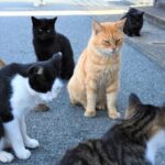 Ainoshima Cat Island Day Trip from Fukuoka - Relaxing at a Coastal Café