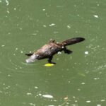 Airlie Beach: Eungella Wild Platypus Encounter - The Value Proposition