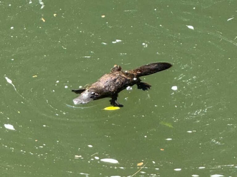 Airlie Beach: Eungella Wild Platypus Encounter